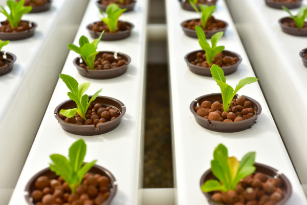Choosing a size of hydroponic tank - practical advice