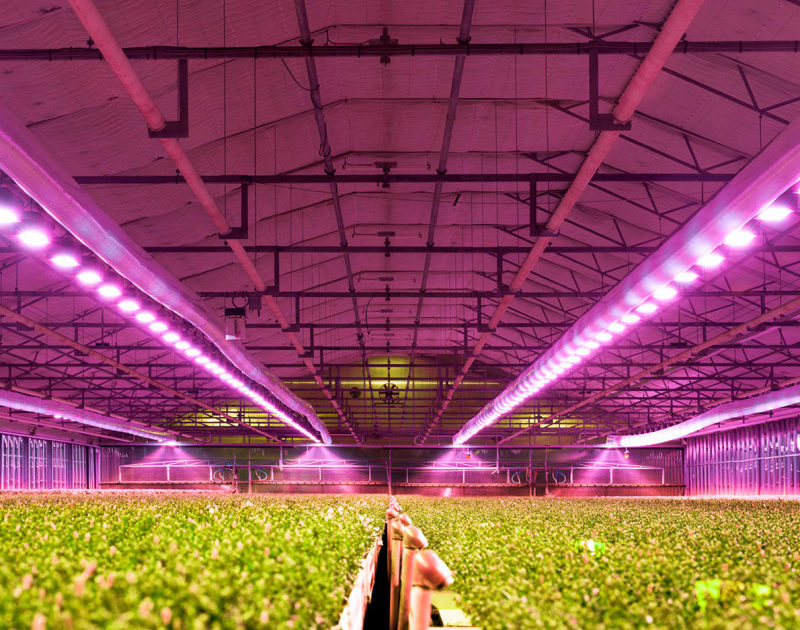 Lighting for Hydroponics: Main Types - AGrowTronics - IIoT For Growing