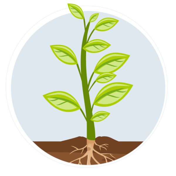 Plant Growth Stages: An Overview - AGrowTronics - IIoT For Growing