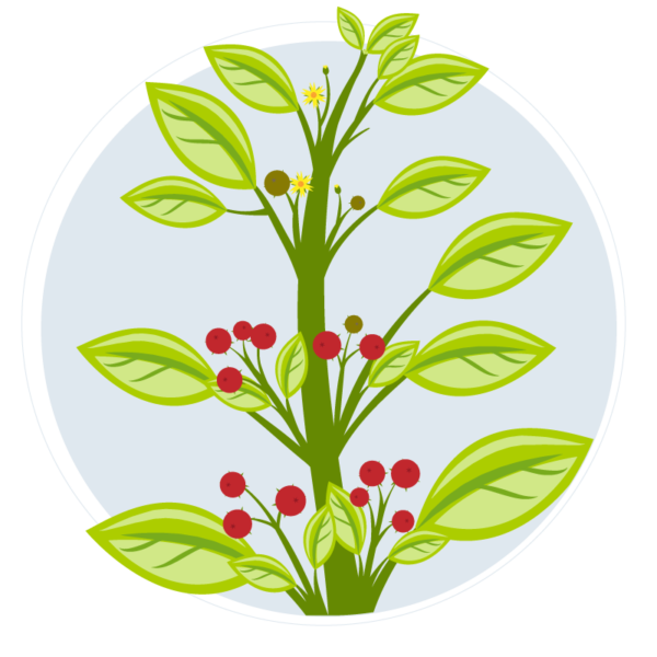 Plant Growth Stages: An Overview - AGrowTronics - IIoT For Growing