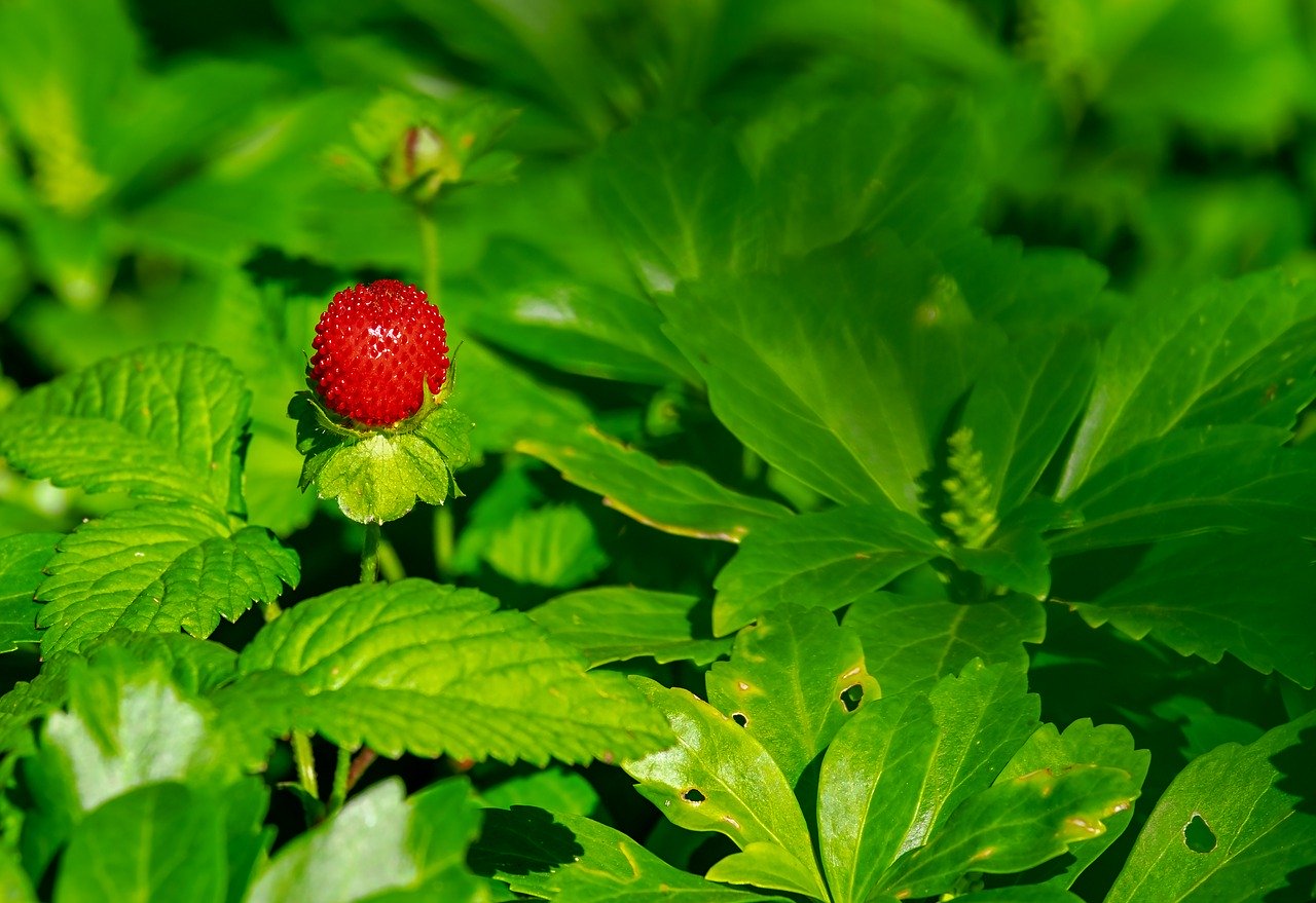 Plant Growth Stages: An Overview - AGrowTronics - IIoT For Growing