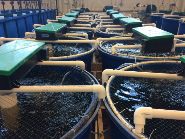 Aquaculture vs. Mariculture - AGrowTronics - IIoT For Growing