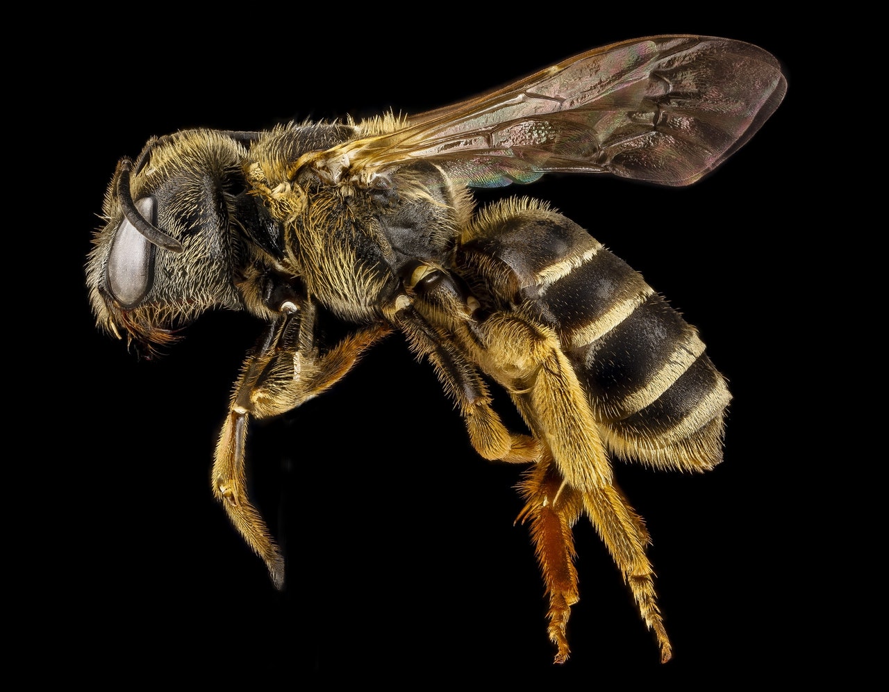 Why Do Bees Swarm? - AGrowTronics - IIoT For Growing