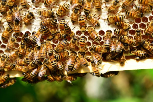 What is an Apiary? - AGrowTronics - IIoT For Growing