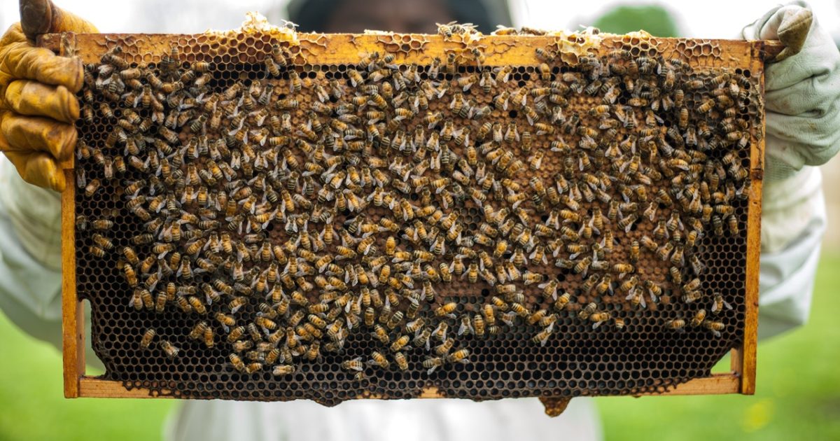 What is an Apiary? - AGrowTronics - IIoT For Growing