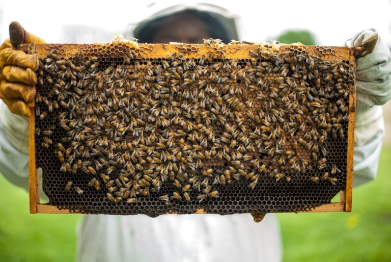 What is an Apiary? - AGrowTronics - IIoT For Growing