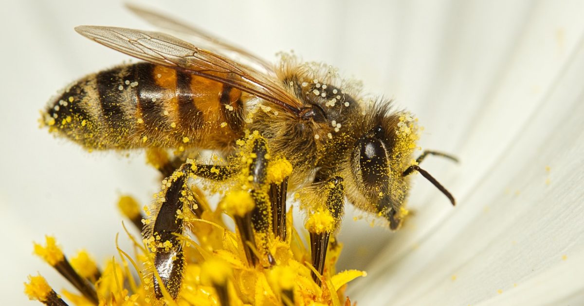 DIY Varroa Mite Treatments - AGrowTronics - IIoT For Growing